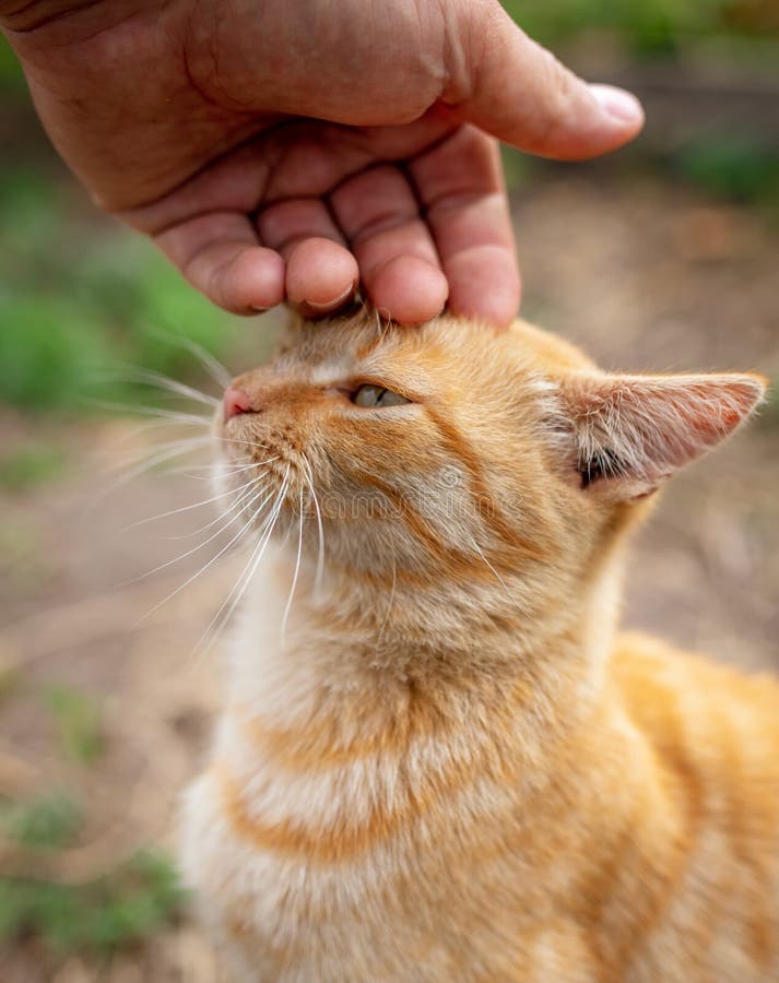 Hand Caress of a Red Cat on Nature Stock Image - Image of eyes, animal ...