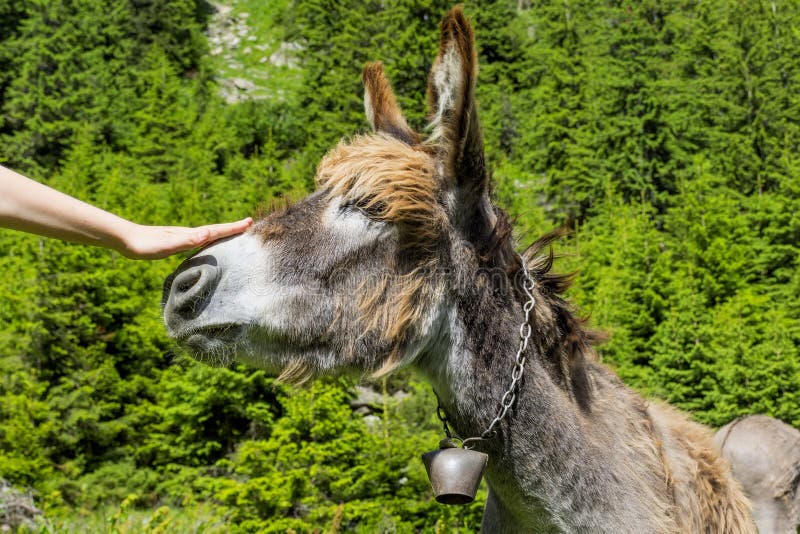 A Hand Caressing a Beautiful Donkey Close Up Stock Photo - Image of ...