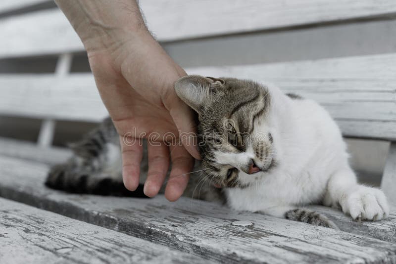 Hand caressing cat stock image. Image of kitten, whiskers - 247479077
