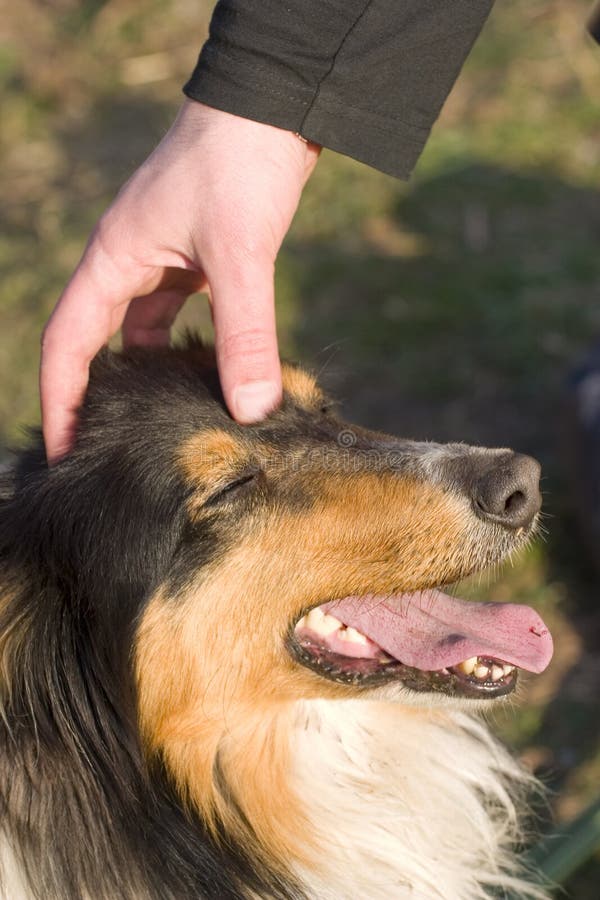 Hand caressing dog stock photo. Image of outdoors, stroke - 2532524