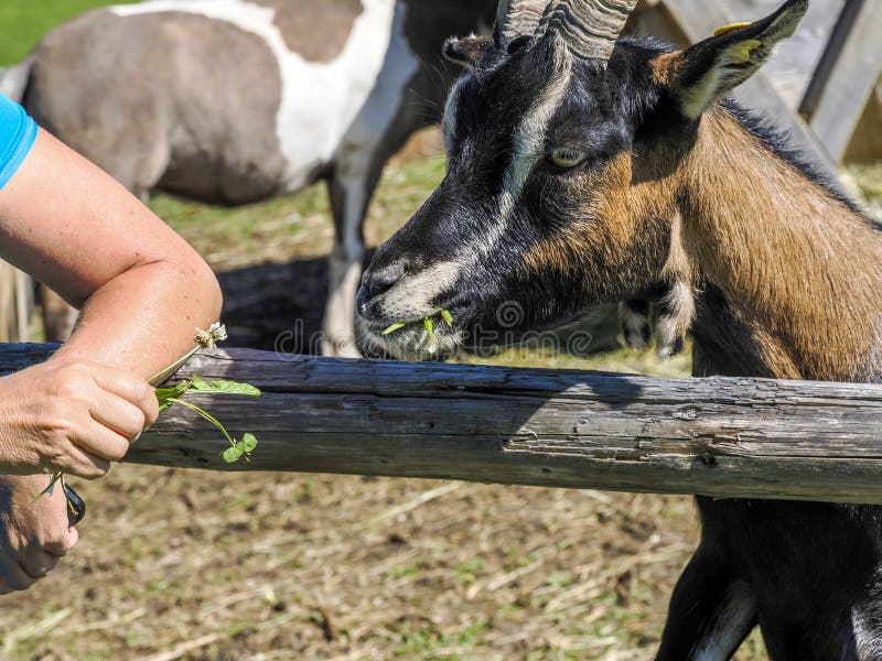 Hand caressing a goat stock image. Image of head, mammal - 258714711