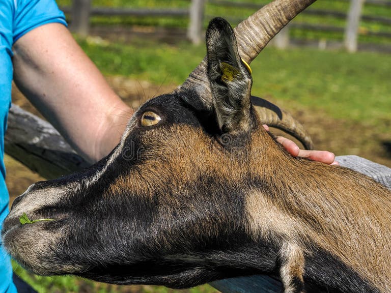 Hand caressing a goat stock image. Image of field, grass - 258714715