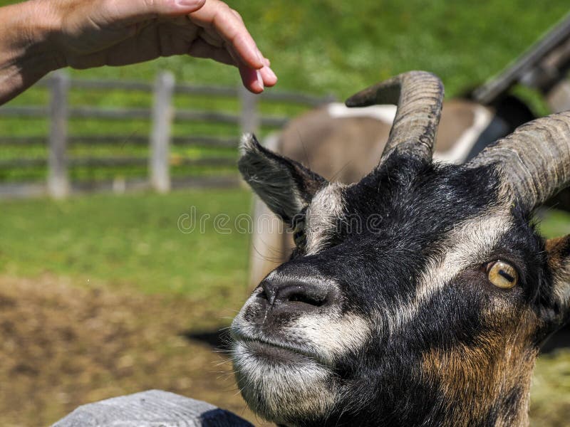 Hand caressing a goat stock photo. Image of horned, head - 258714712