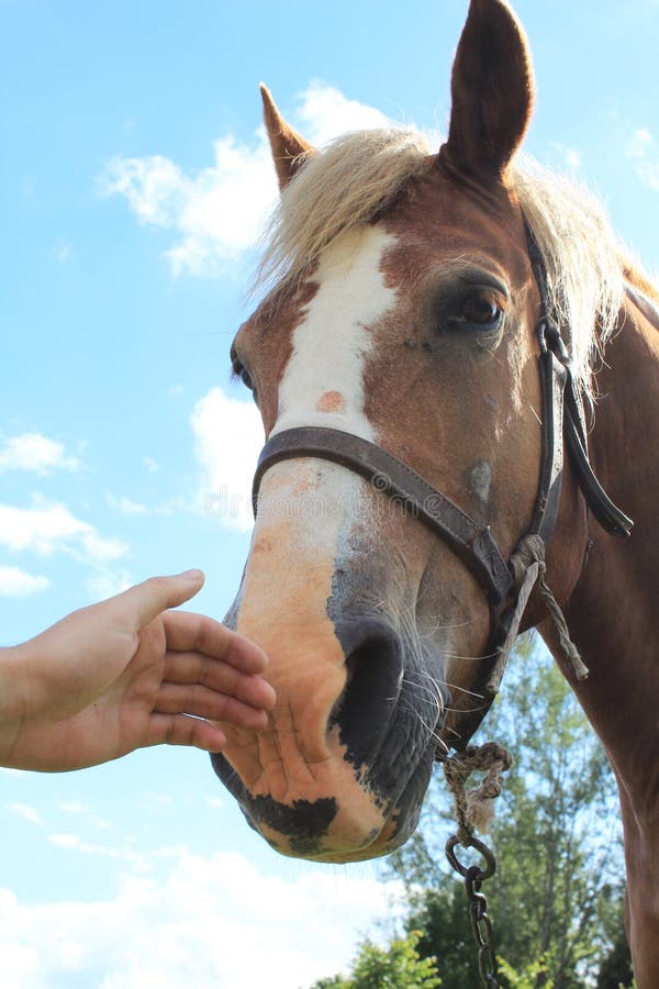 Hand caressing horses stock photo. Image of grass, livestock - 44422982