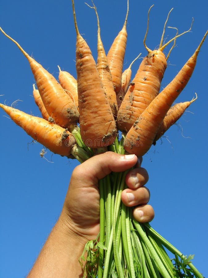 Hand With Carrots Picture. Image: 20424989