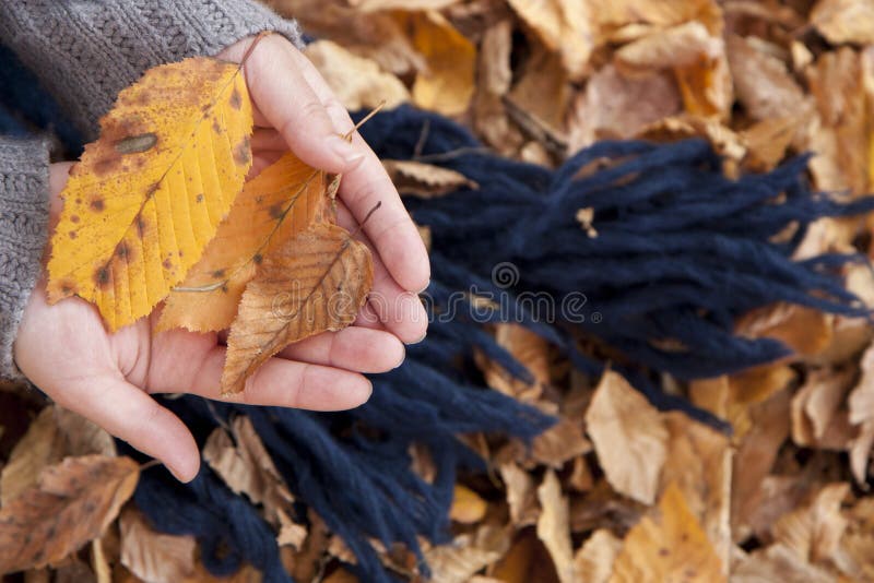 Hand carrying leaves stock image. Image of hand, leaf - 16736263