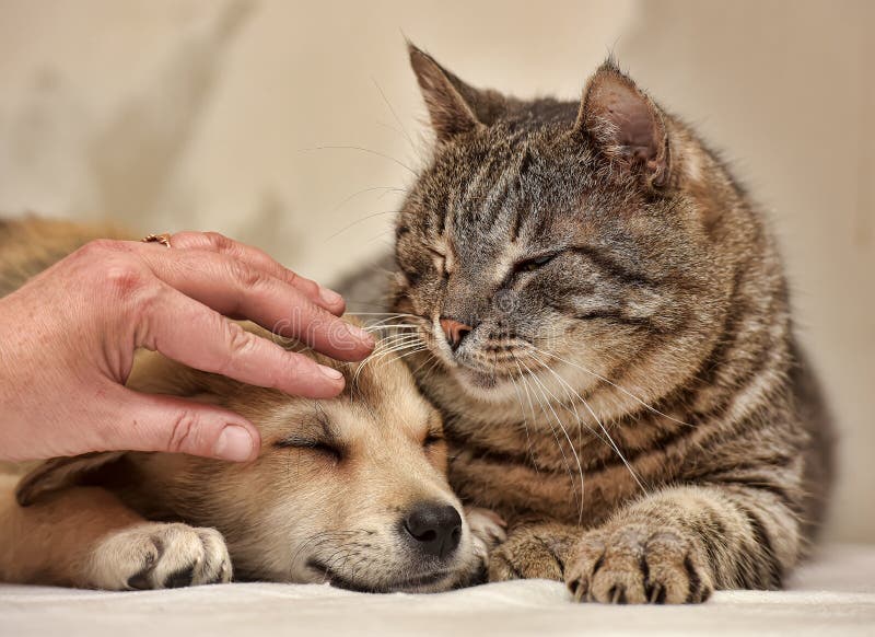 Hand, cat and puppy stock photo. Image of cute, childhood - 60179666