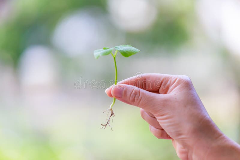 Hand Catching, Holding a Sprout or Seedling. Stock Photo - Image of ...