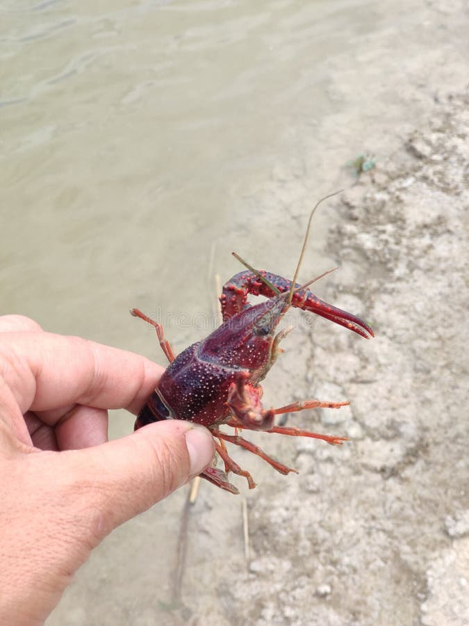 Hand Catching Red River Crab Stock Image - Image of petal, animal ...