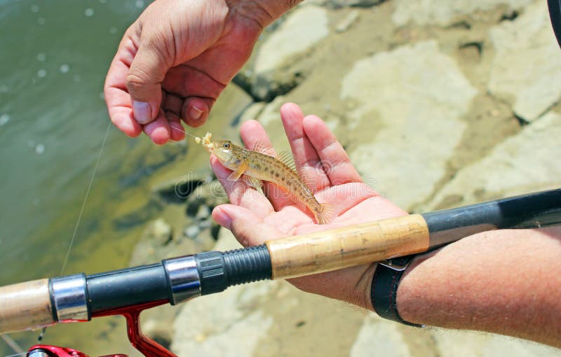 Hand with caught fish stock photo. Image of gear, arcus - 56068532