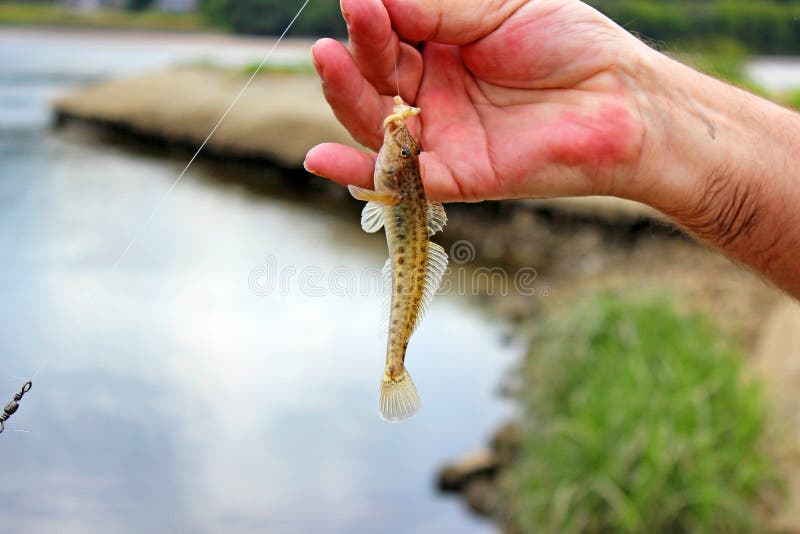 Hand with caught fish stock image. Image of natural, creek - 56068777
