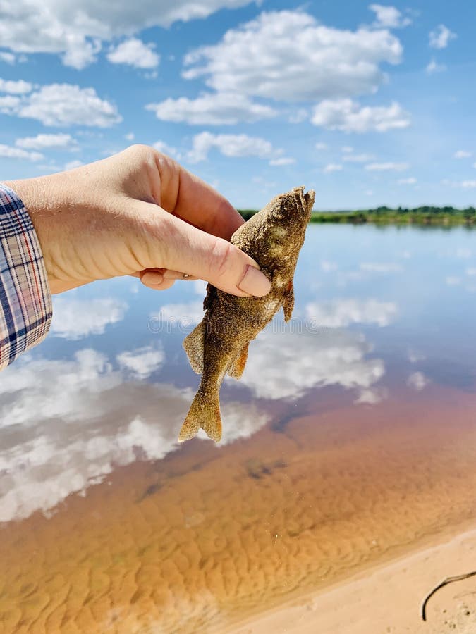 Hand with Caught Fish in River Summer Hobby Stock Image - Image of ...