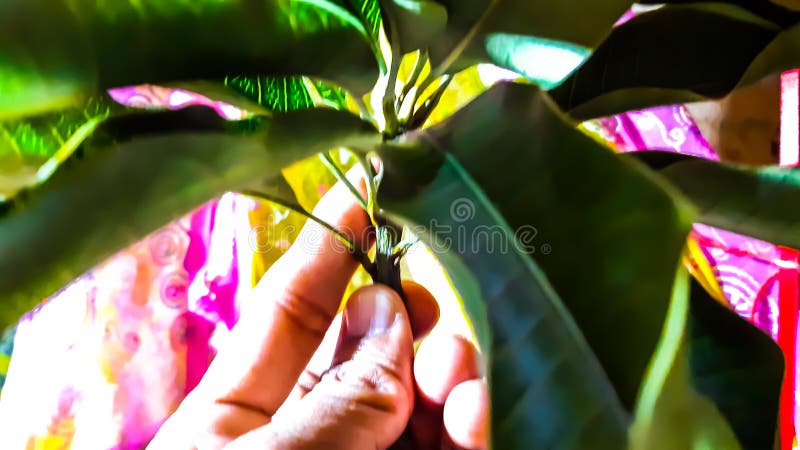Hand Caught Mango Short Twig Stock Image - Image of short, blur: 193609355