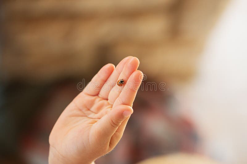 Lady Bug on Hand of a Toddler Stock Image - Image of mother, ladybug ...