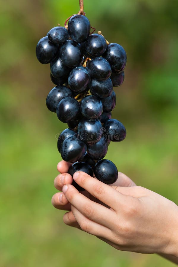 Hand Picking Grapes