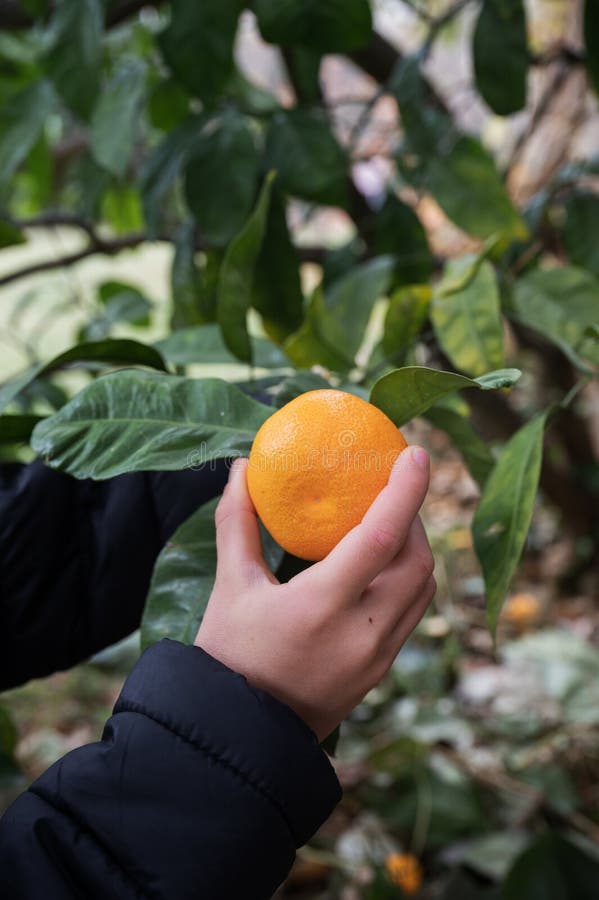 Hand of a Child Picking a Ripe Mandarin Citrus Fruit Stock Image ...
