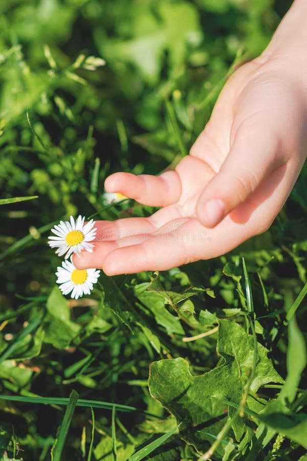 Hand of Child Touching Daisy Stock Image - Image of green, blossom ...