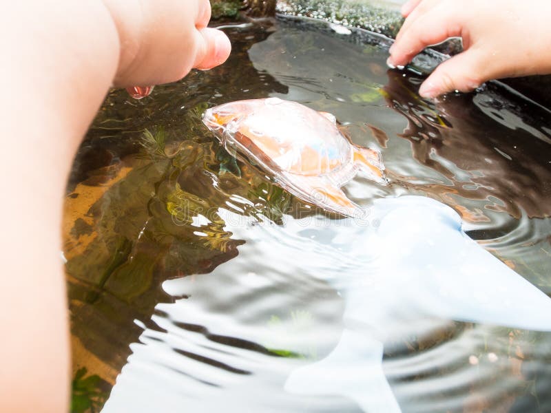 The Hand of a Child Who is Washing, Cleaning in a Fish Tank Stock Image ...
