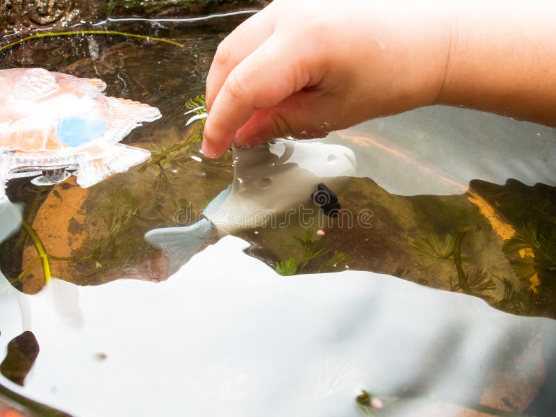 The Hand of a Child Who is Washing, Cleaning in a Fish Tank Stock Photo ...