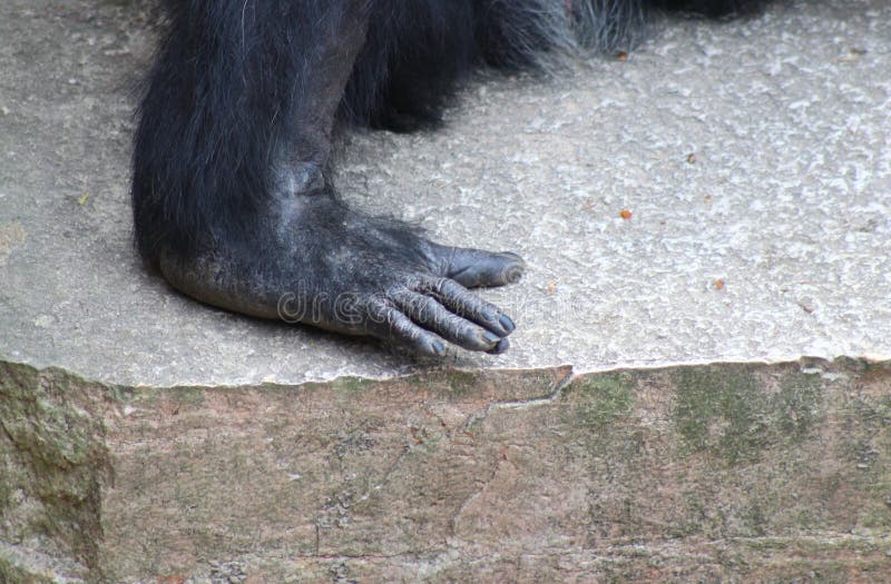 A hand of a Chimpanzee stock photo. Image of face, animals - 103543478