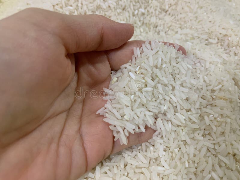 Hand is Choosing Jasmine Rice in Bowl, Rice Sorting Stock Photo - Image ...