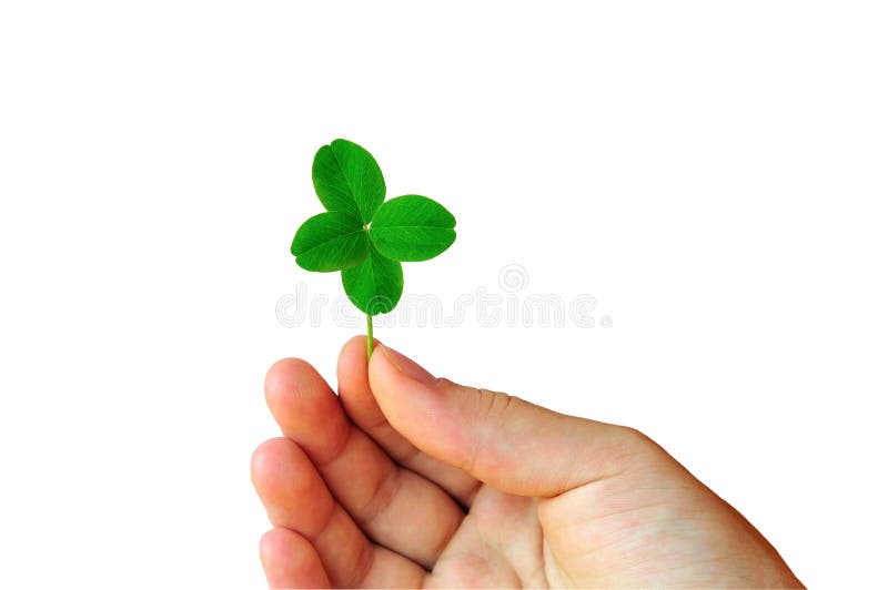 Clover with Four Leaflets in Hand Stock Photo - Image of leaves, white ...