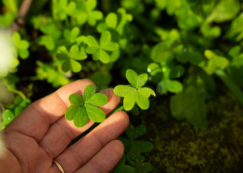 The hand and the clover stock image. Image of botanical - 273149107