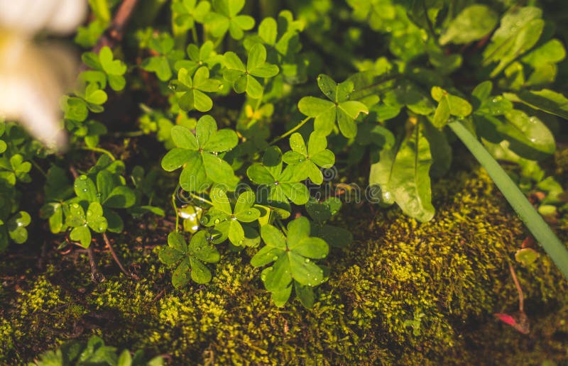 The hand and the clover stock photo. Image of grass - 273149222