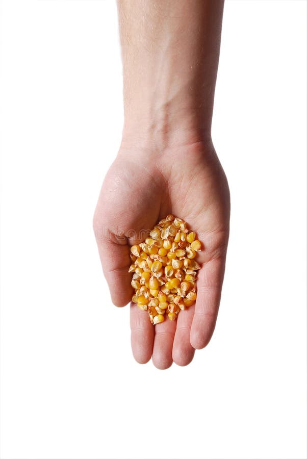 Hands with Corn stock photo. Image of hands, help, agriculture - 5468726
