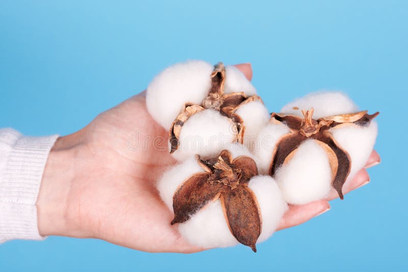 Hand with Cotton Flower Ball. Isolated on Blue Background Stock Image ...