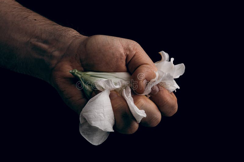 Hand Crumpling White Fragile Flower, Metaphor of Violence Abuse ...