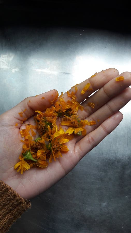 1,112 Crushed Flowers Stock Photos - Free & Royalty-Free Stock Photos ...