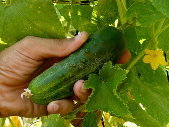 Hand with cucumber stock photo. Image of food, hand, gardening - 44098626