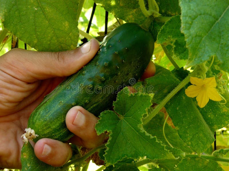 Hand with cucumber stock photo. Image of farmer, nutrition - 49007296