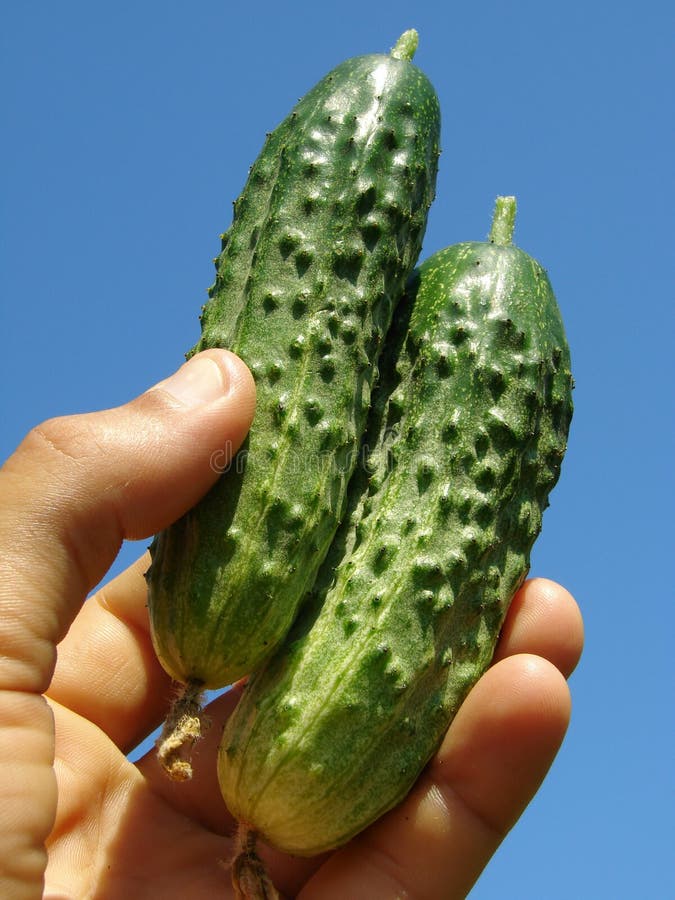 Hand with cucumbers stock image. Image of fresh, crop - 25285185