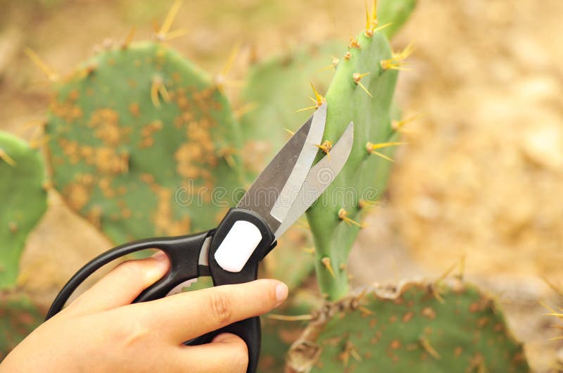 Cut cacti stock photo. Image of closeup, scissors, green - 26745790