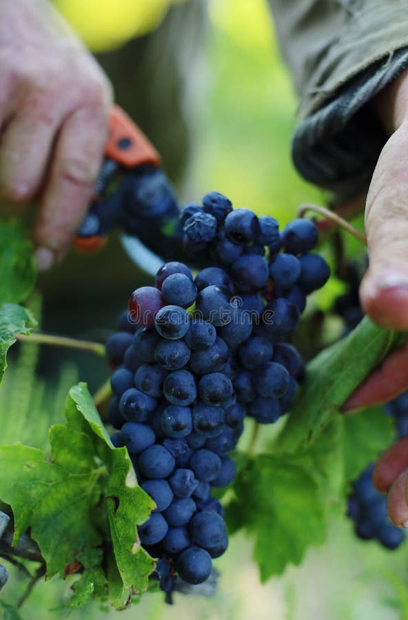 Hand Cut Grape with Secateurs Tool Stock Photo - Image of grape ...