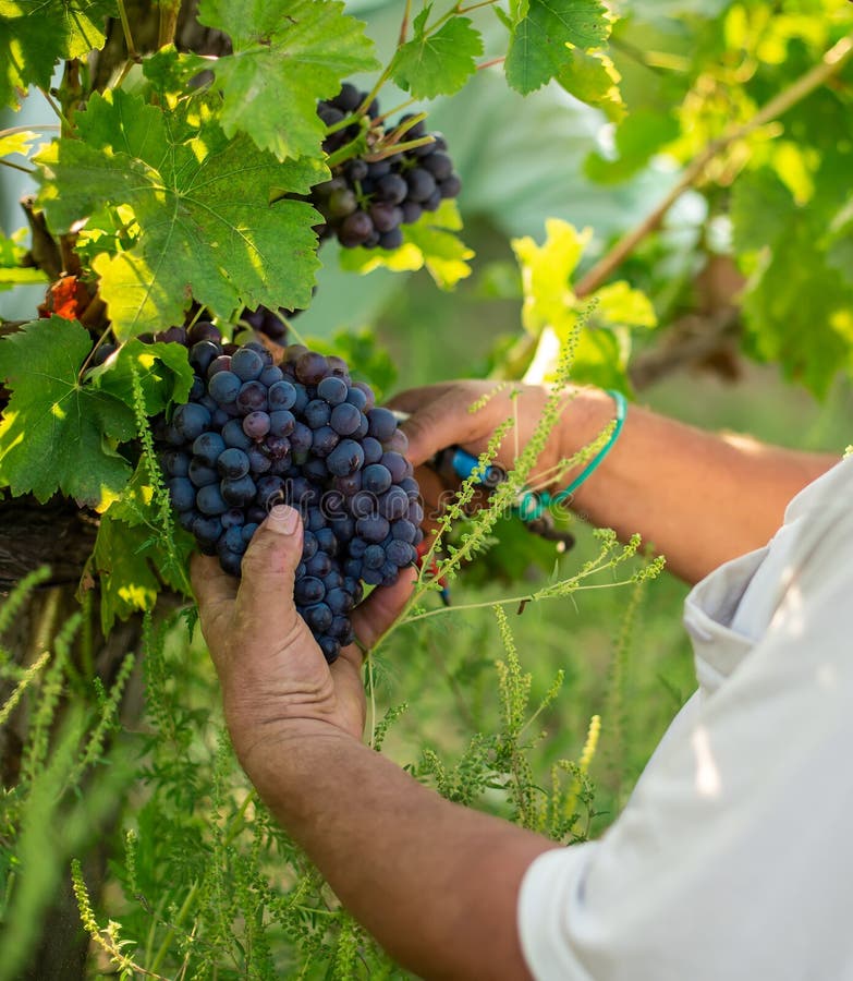 Hand Cut Grape with Secateurs Tool Stock Photo - Image of outdoor ...