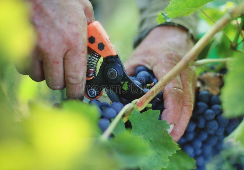 Hand Cut Grape with Secateurs Tool Stock Photo - Image of pruners ...