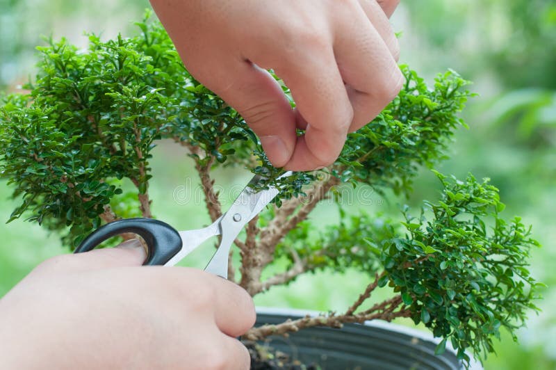 Hand cutting a bonsai tree stock image. Image of green - 44822673