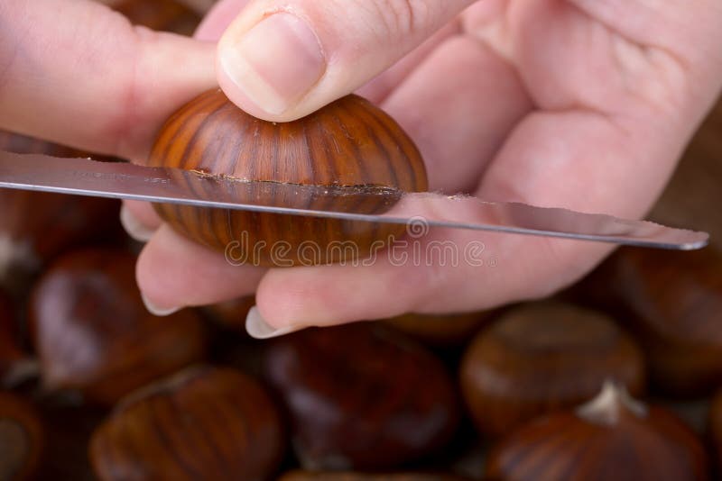 Hand cutting a chestnut stock image. Image of season - 76880575