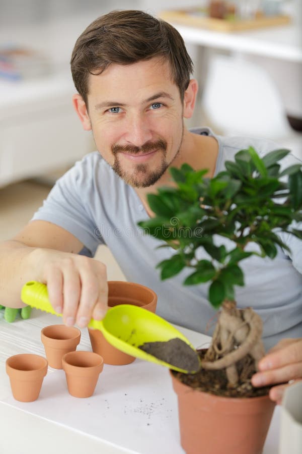Hand Cutting Murraya Paniculata Dwarf As Bonsai Tree Stock Photo ...