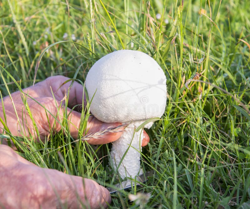 Hand Cutting a Mushroom with a Knife. Stock Photo - Image of wild ...