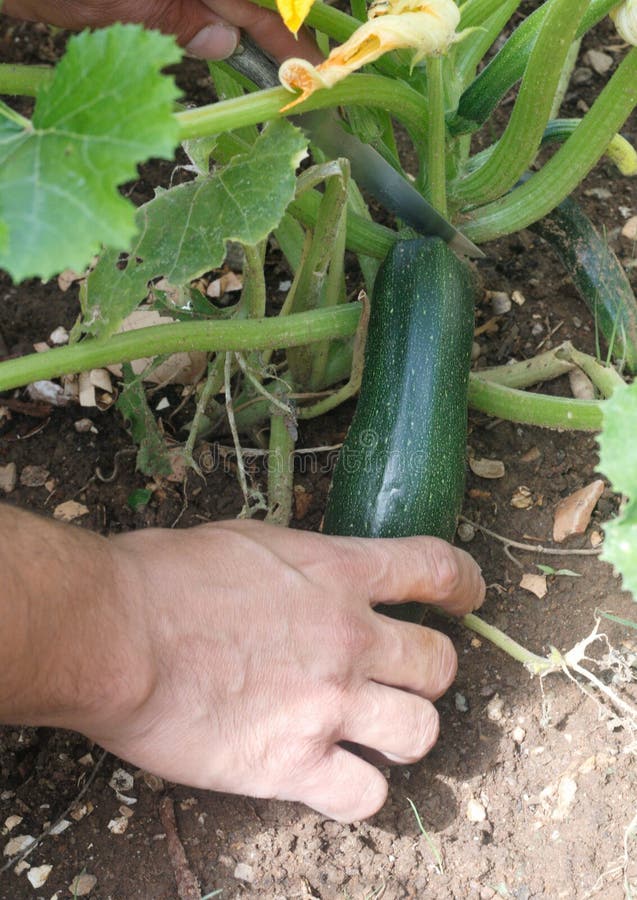 Hand Cutting a Zucchini in the Field Stock Photo - Image of pumpkin ...