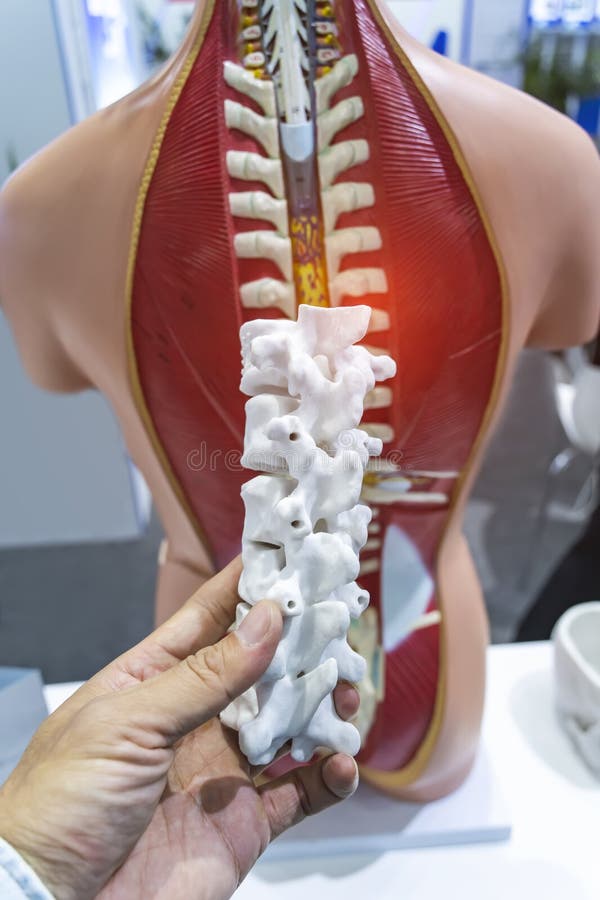 Hand with 3d Printed Human Spine in 3d Printer on Spine Model Stock ...