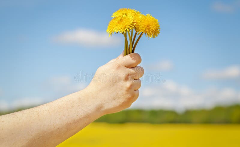 Hand with dandelion stock photo. Image of people, dandelion - 55886974