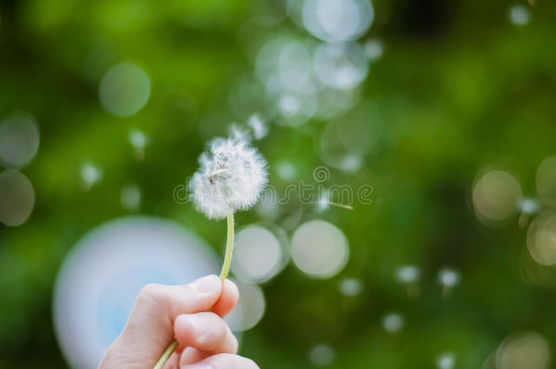 Hand with dandelion stock image. Image of rich, black - 34316179