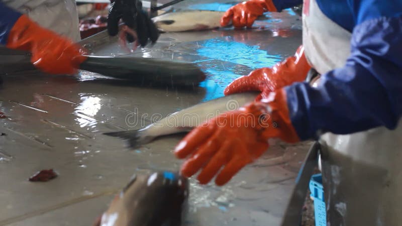 Deboning a Fish in a Market Stock Footage - Video of fishing, market ...