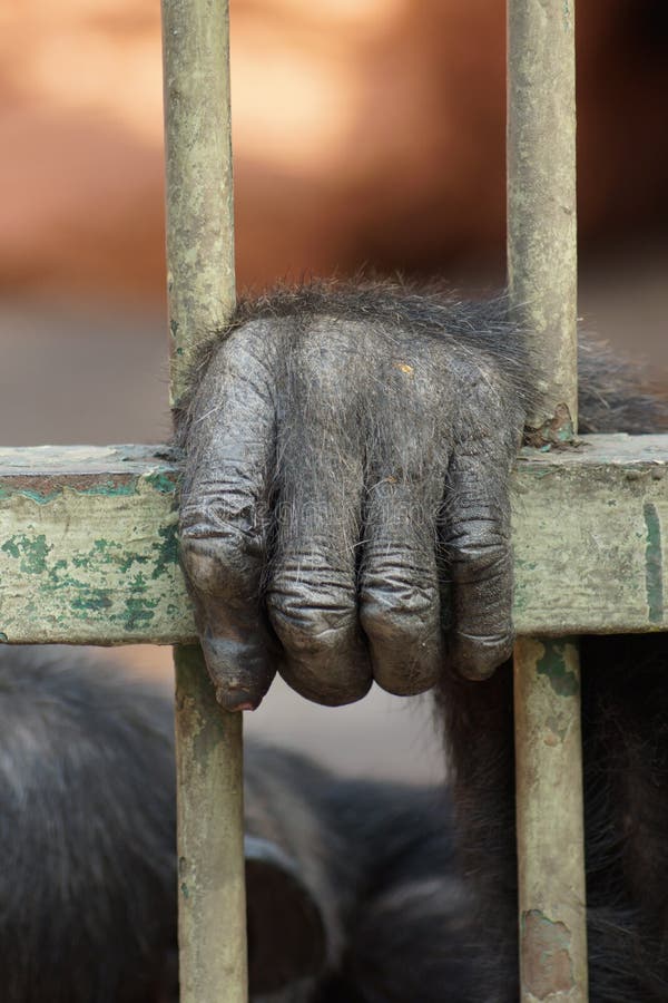 Hand des Affen stockfoto. Bild von verriegelung, freiheit - 37002210