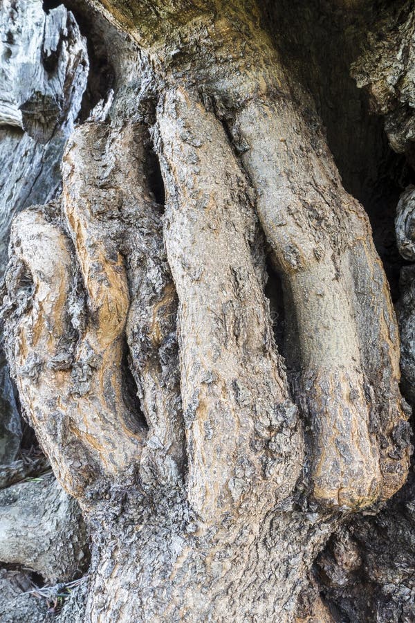 Hand stock image. Image of wood, trunk, fear, tree, hand - 81080257